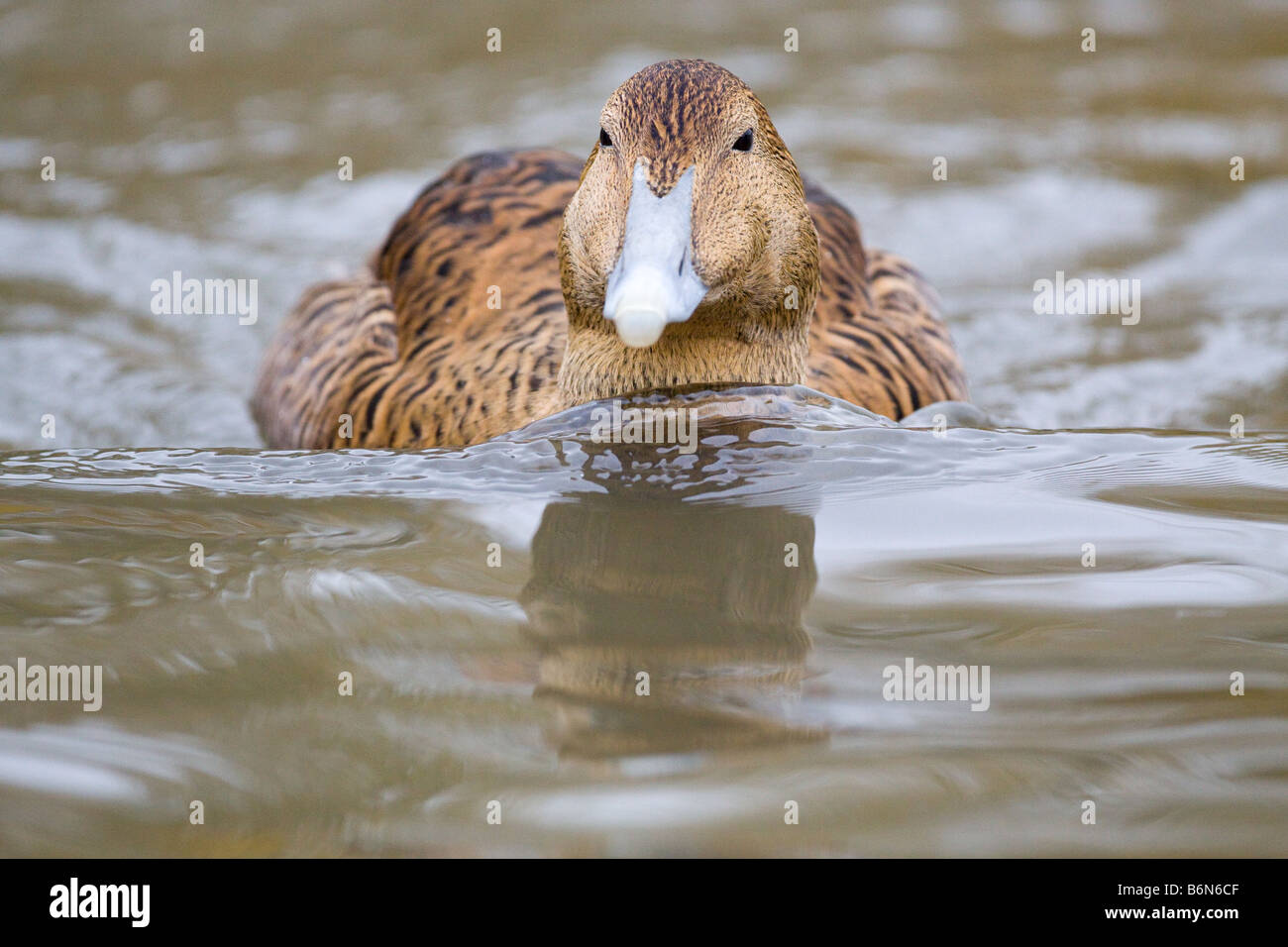 Wedge shaped head hi-res stock photography and images - Alamy