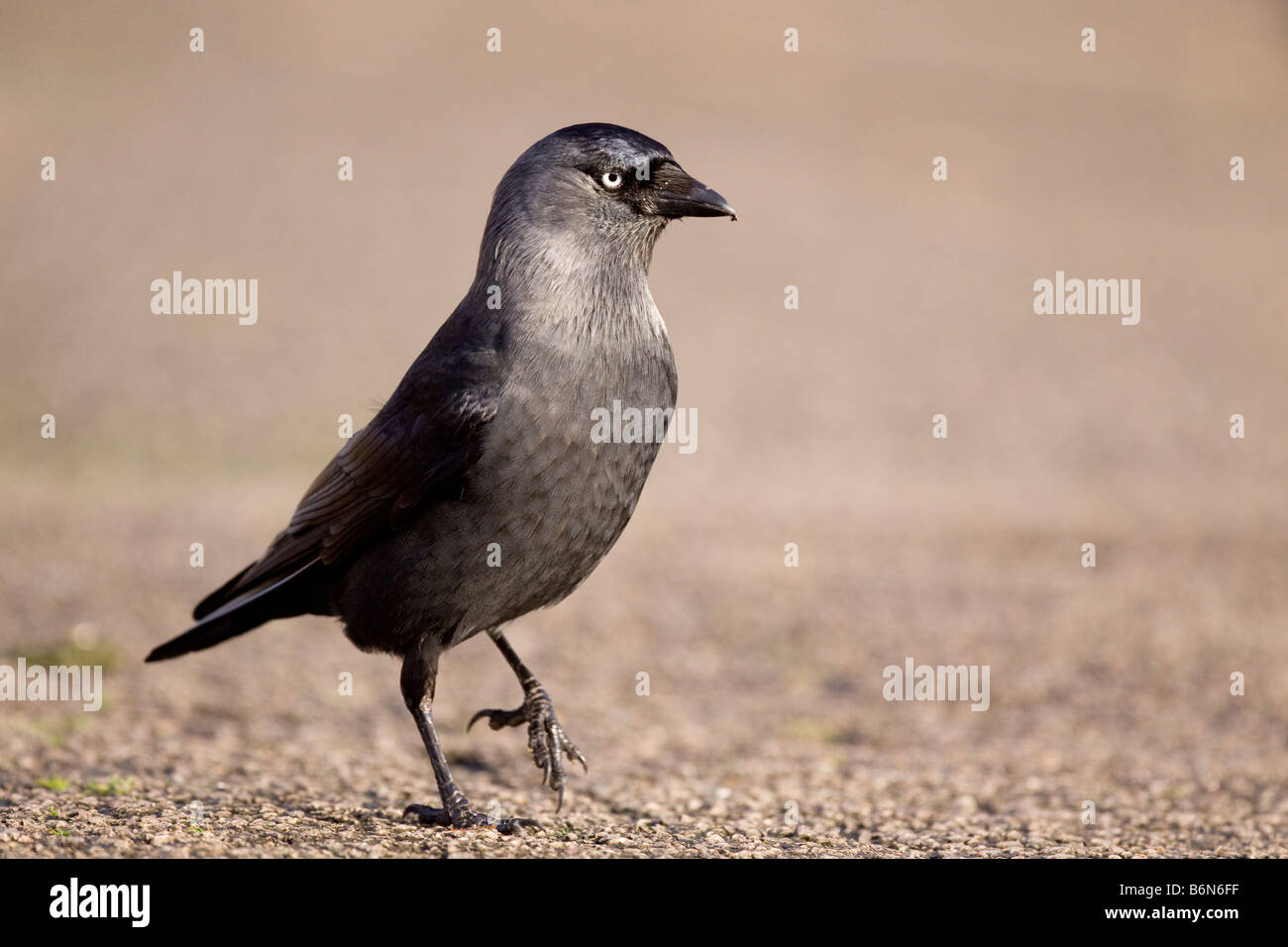 Jackdaw rook hi-res stock photography and images - Alamy