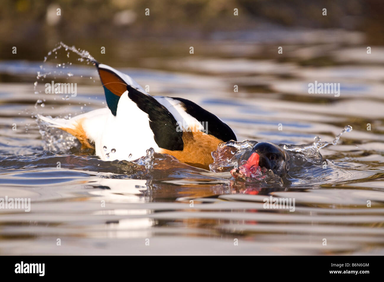 Upending duck hi-res stock photography and images - Alamy