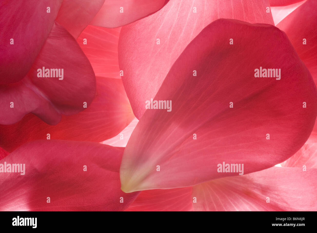 Pink rose petals layered on each other Stock Photo - Alamy