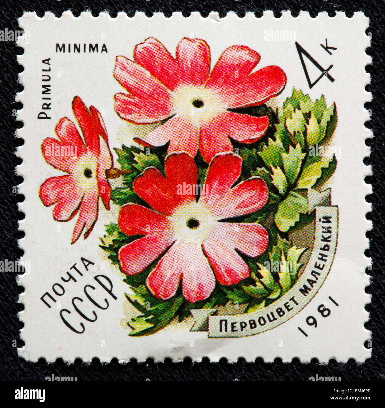 Dwarf primula (Primula minima), flower, postage stamp, USSR, Russia ...