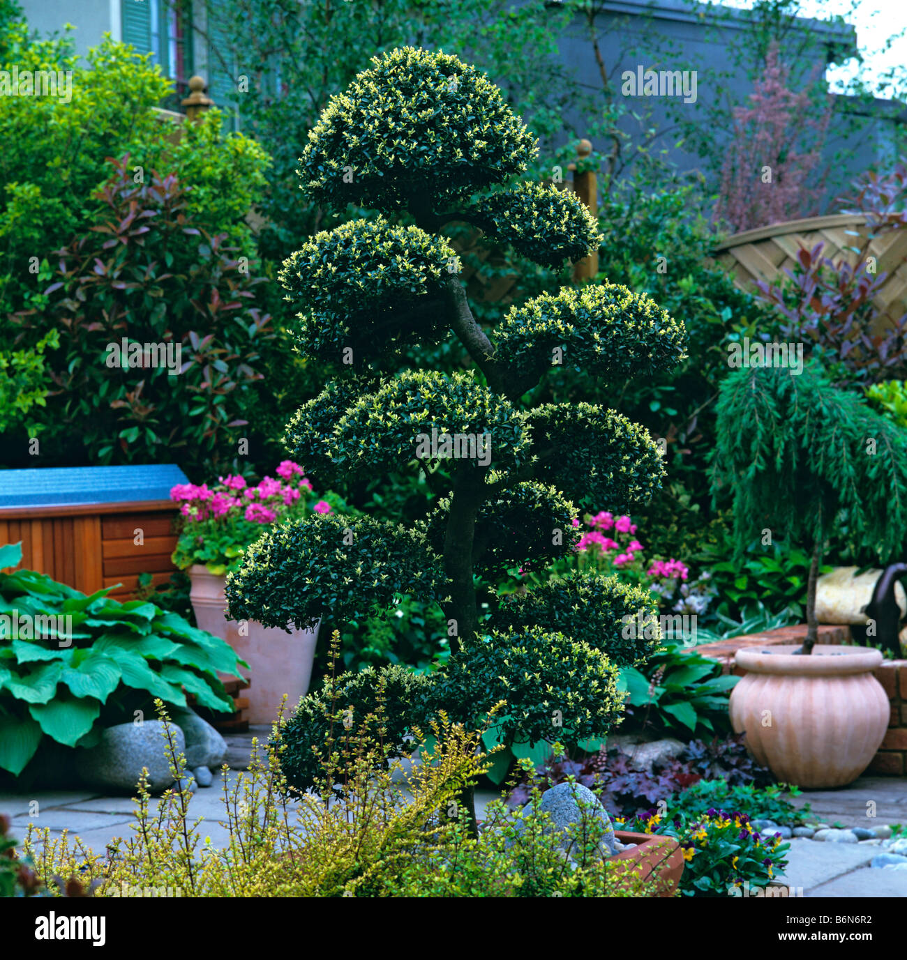 An example of Cloud Pruning on a small tree Stock Photo - Alamy