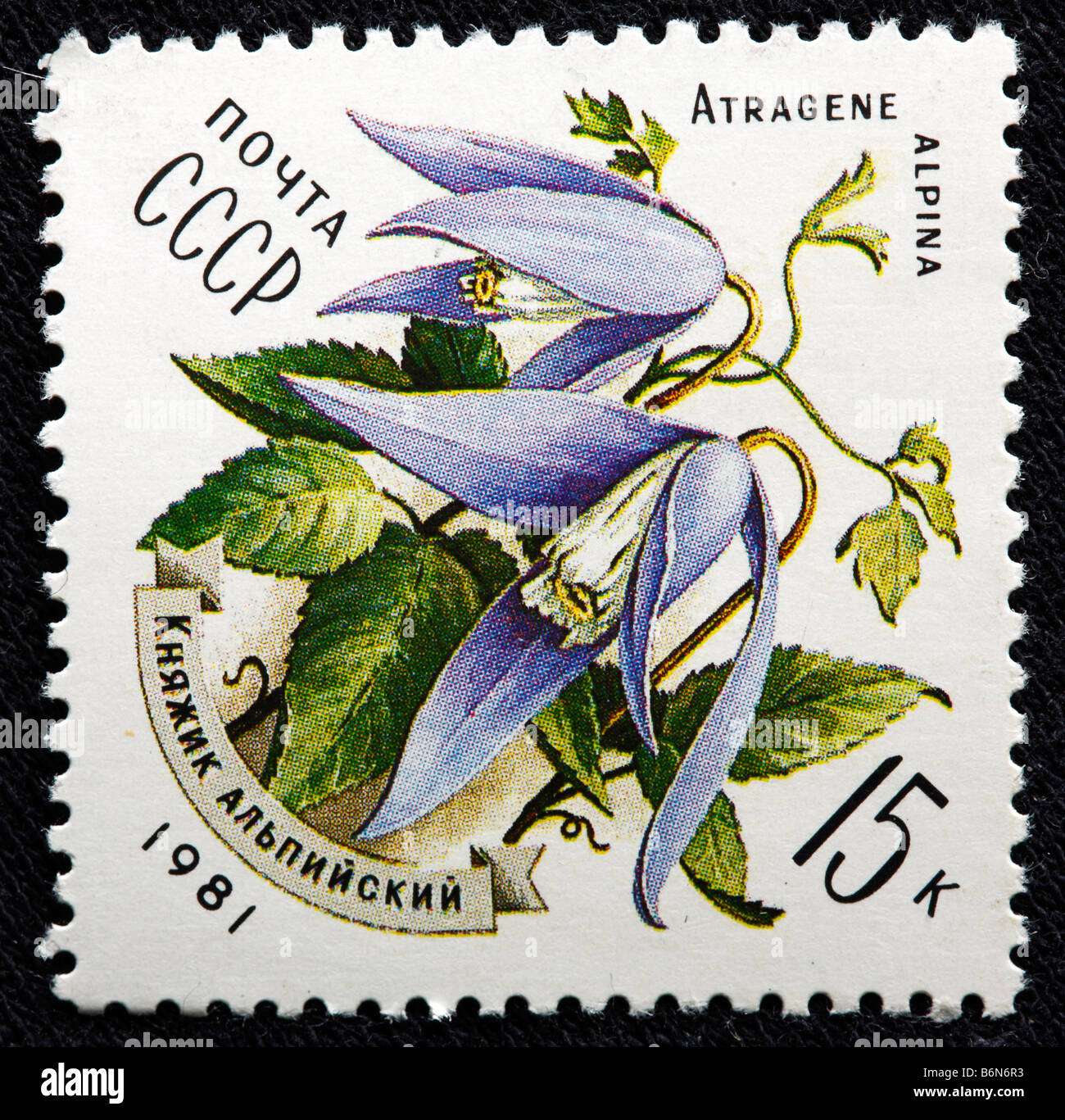 Atragene alpina (Clematis alpina), flower, postage stamp, USSR, Russia ...