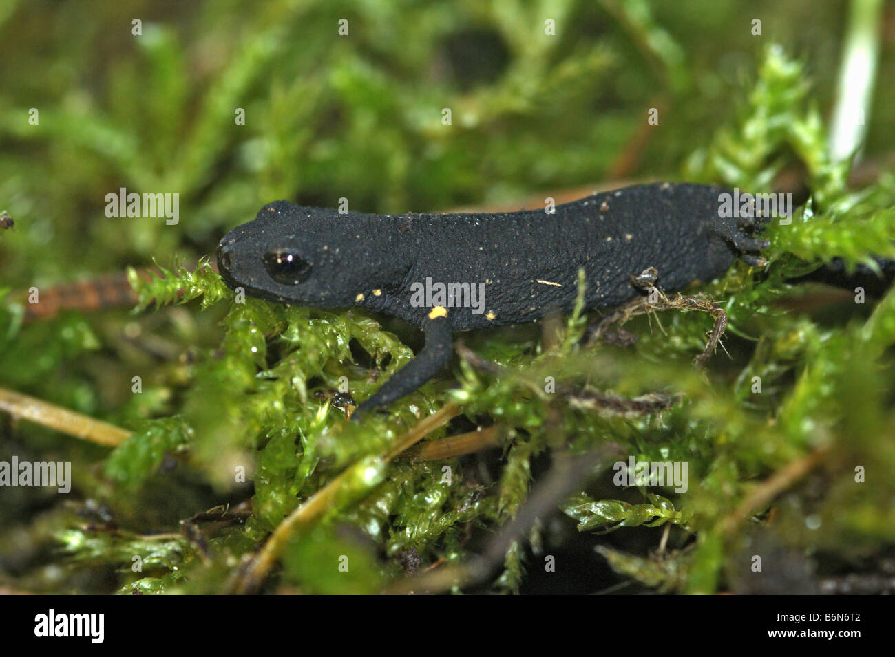 Paramesotriton hongkongensis Hongkong newt juvenile Stock Photo - Alamy