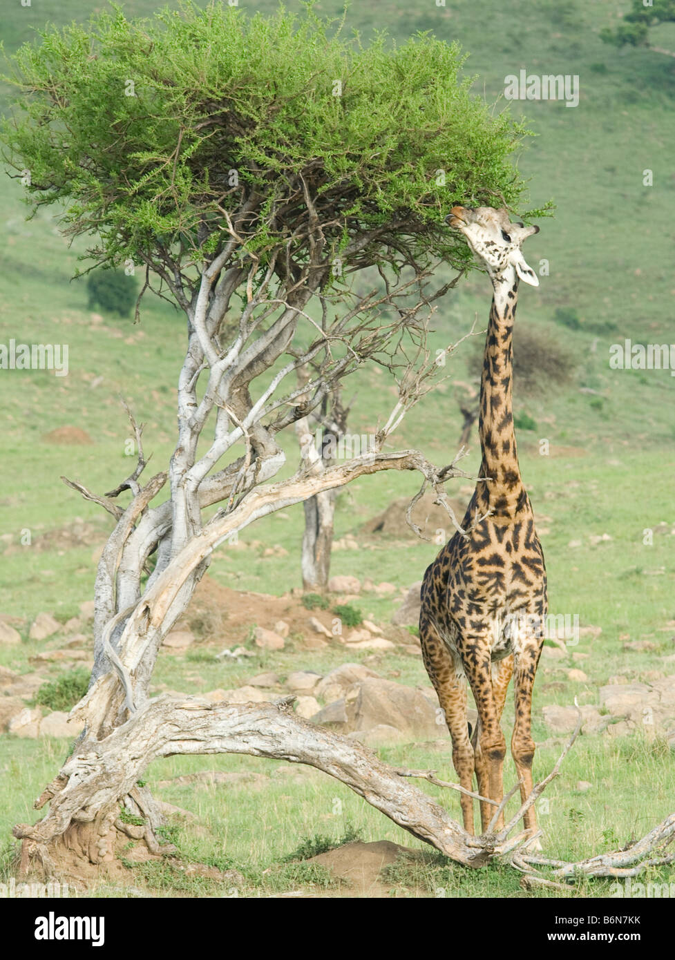 Giraffe eat tree hi-res stock photography and images - Alamy
