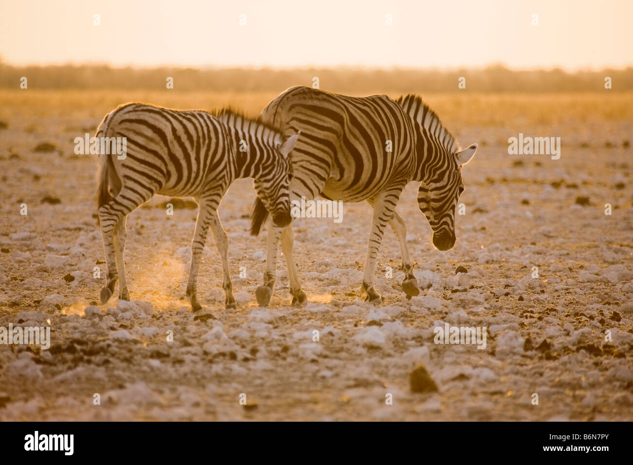 Zebra mare walking hi-res stock photography and images - Alamy