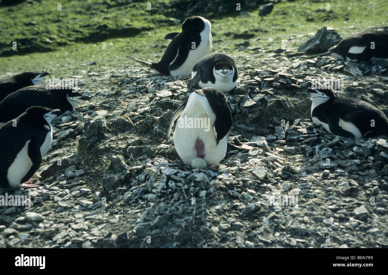 Chinstrap Penguins, Pygoscelis antarctica with an egg nesting at Hannah ...