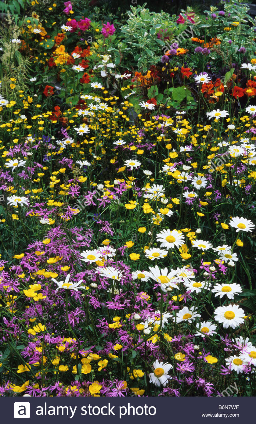 Flowery Mead Stock Photos & Flowery Mead Stock Images - Alamy