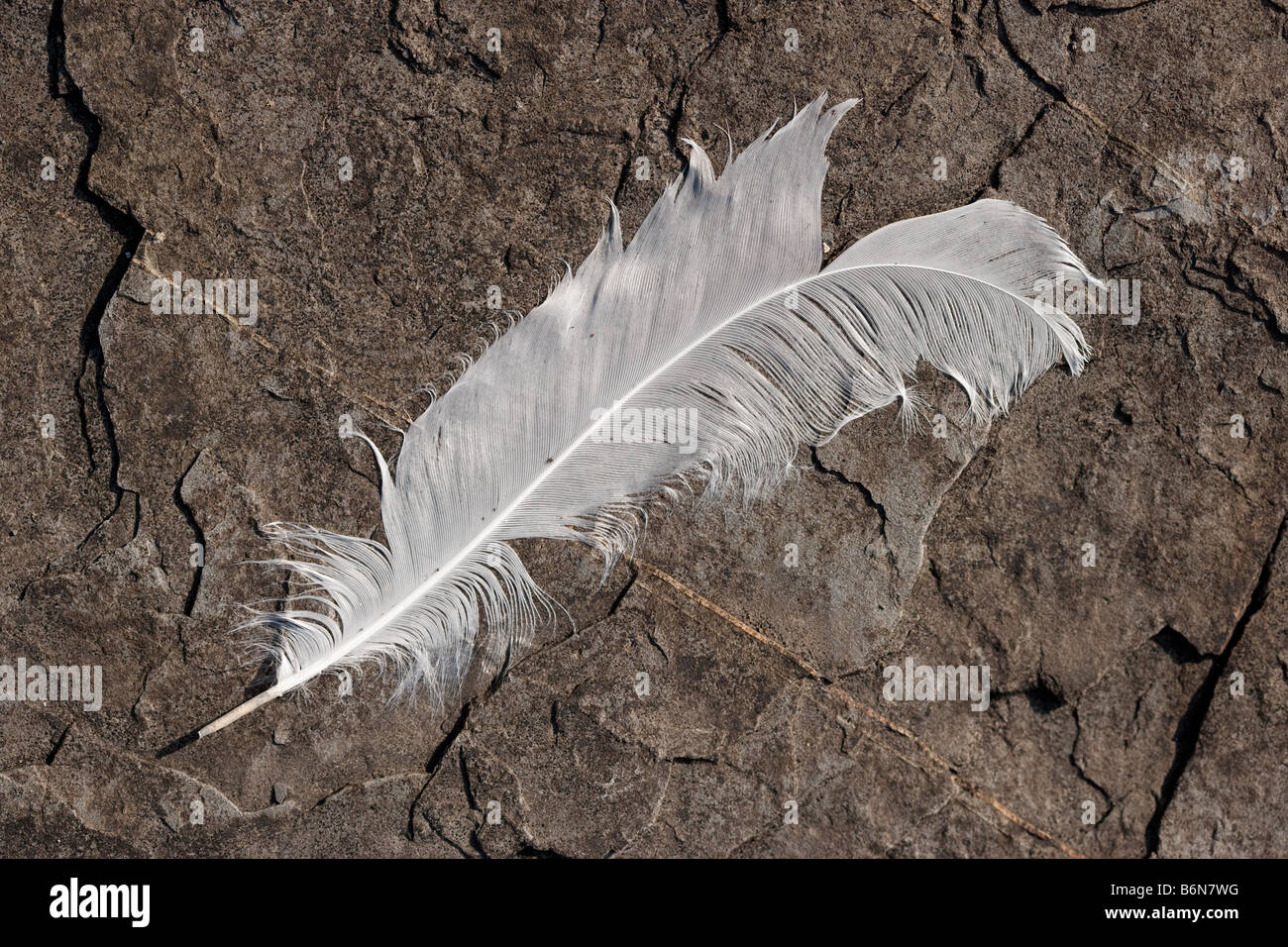 White feather on rock Stock Photo - Alamy