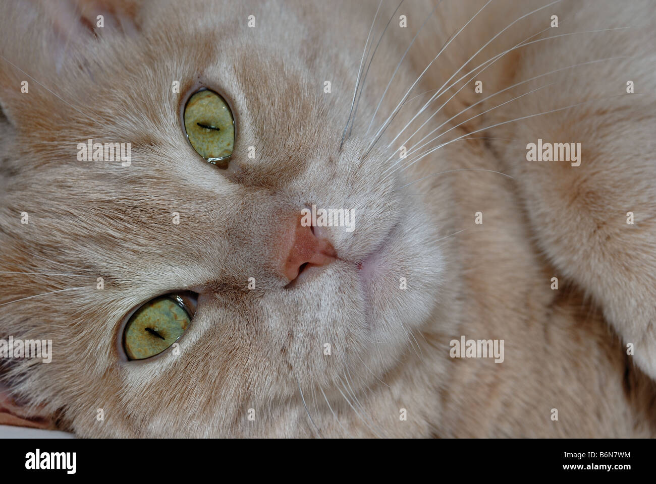 A macro of a closeup of a cat's face Stock Photo - Alamy
