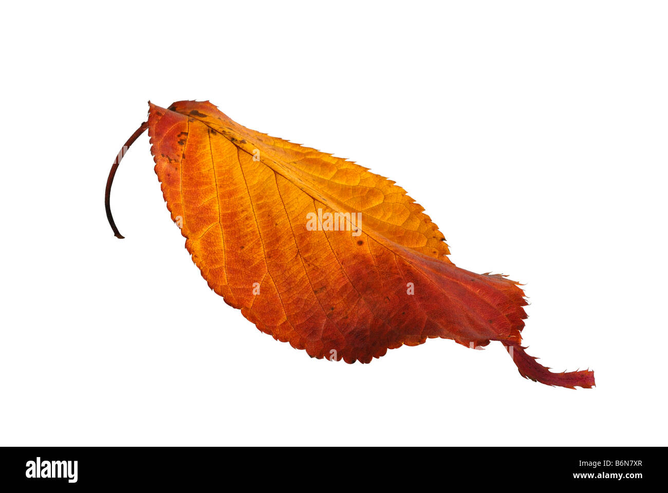 Cut out leaf Cut Out Stock Images & Pictures - Alamy