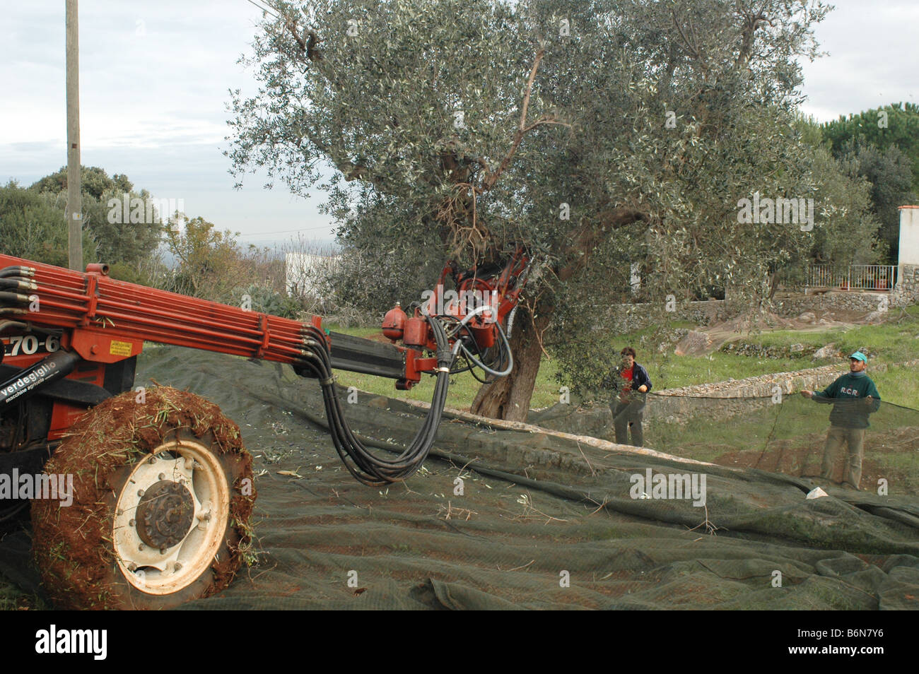 Olive picker hi-res stock photography and images - Alamy