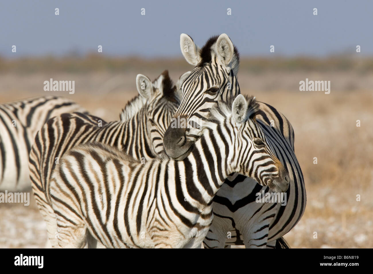 Zebra Foal and Mare Nuzzling, Etosha National Park, Namibia Stock Photo ...