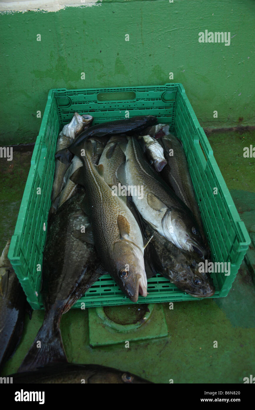 Gadus morhua fish hi-res stock photography and images - Alamy