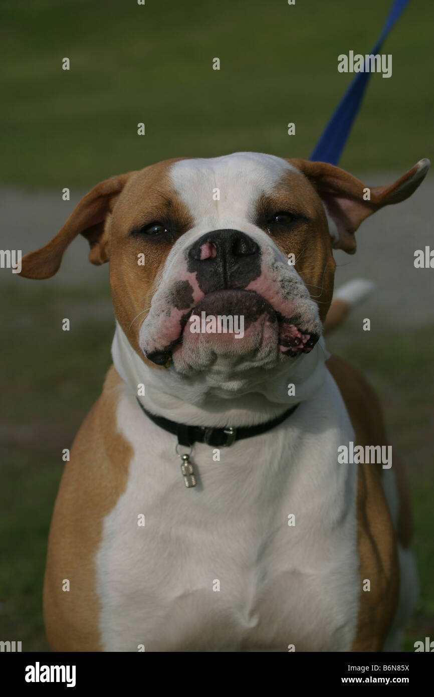 Old english dog barking hi-res stock photography and images - Alamy