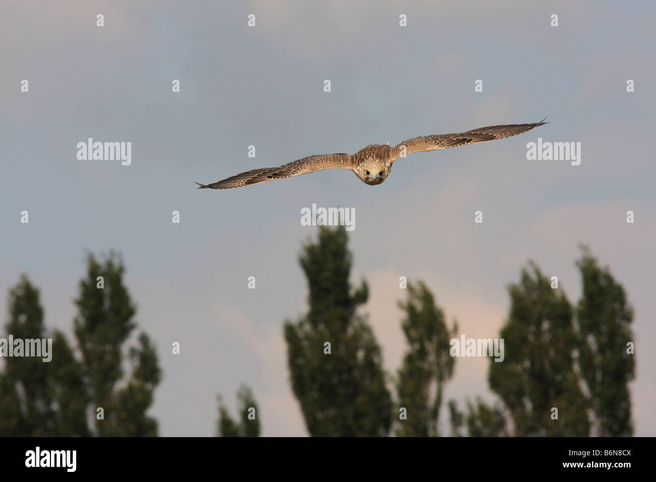 Gyr-saker falcon swooping towards camera Stock Photo - Alamy