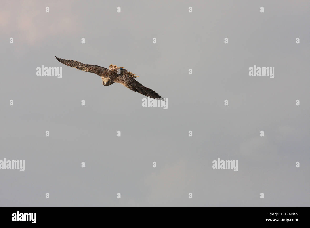 Swooping predator hi-res stock photography and images - Alamy