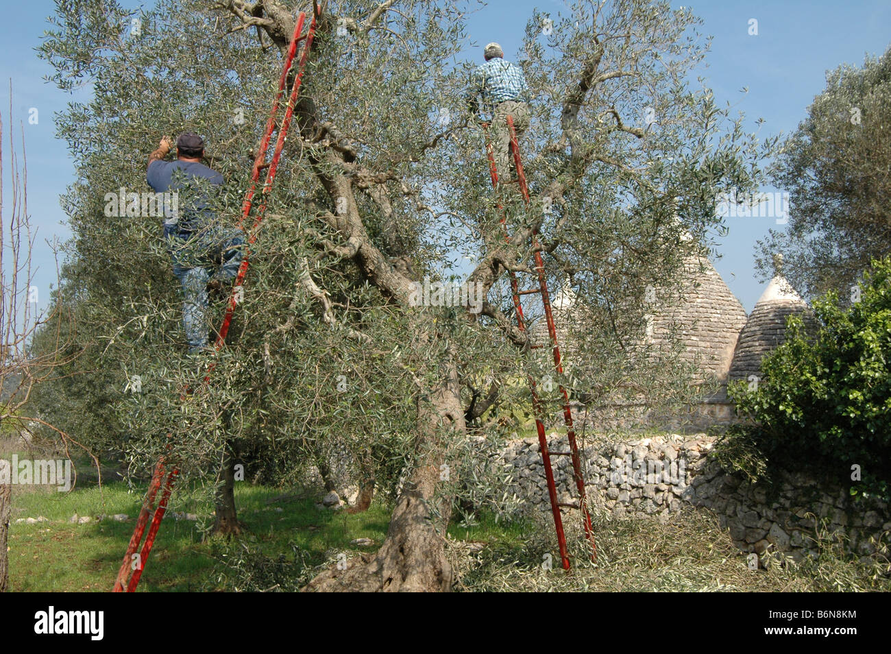 Farmers pruning an olive tree Stock Photo - Alamy