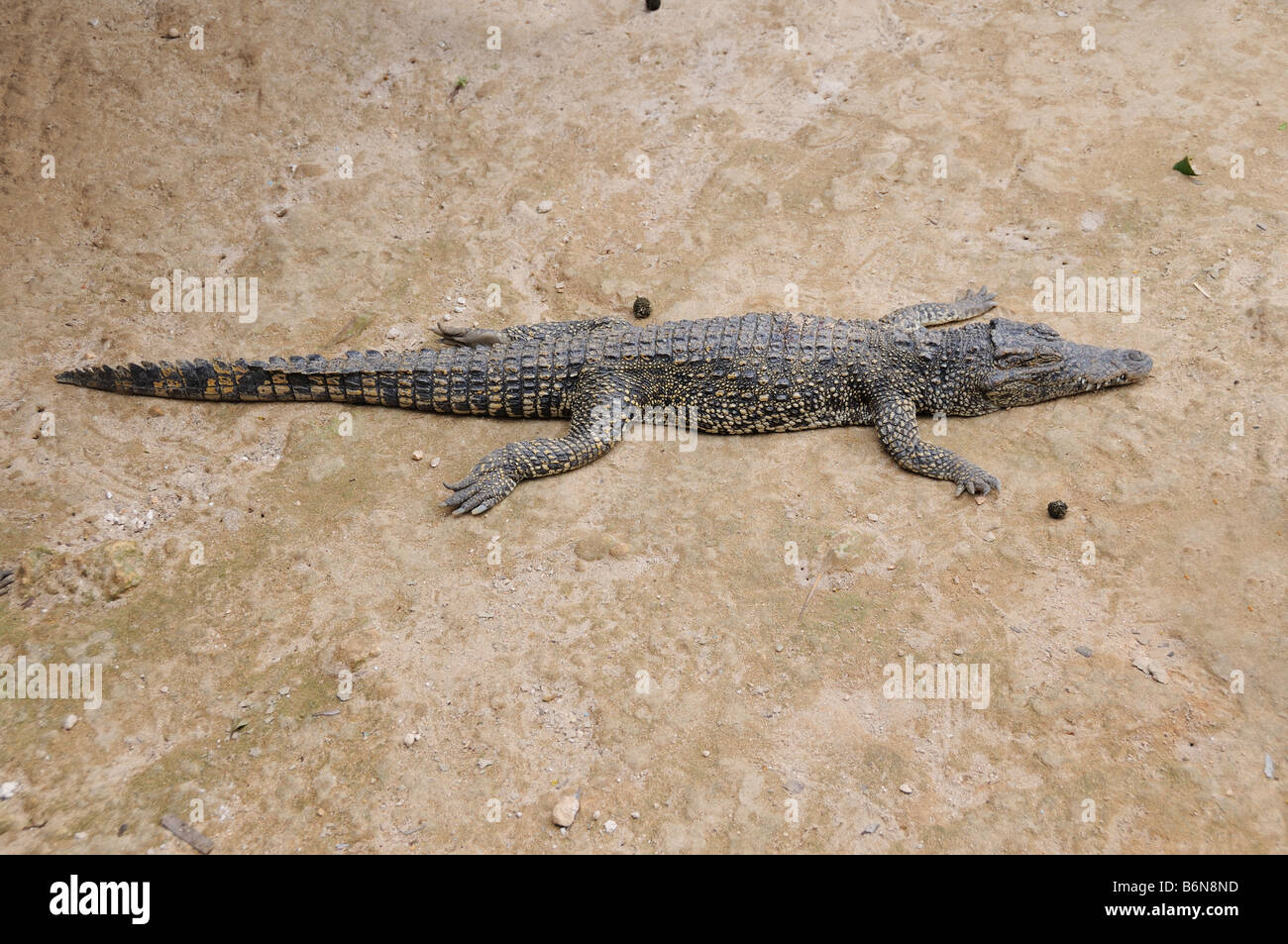 Sand alligator hi-res stock photography and images - Alamy