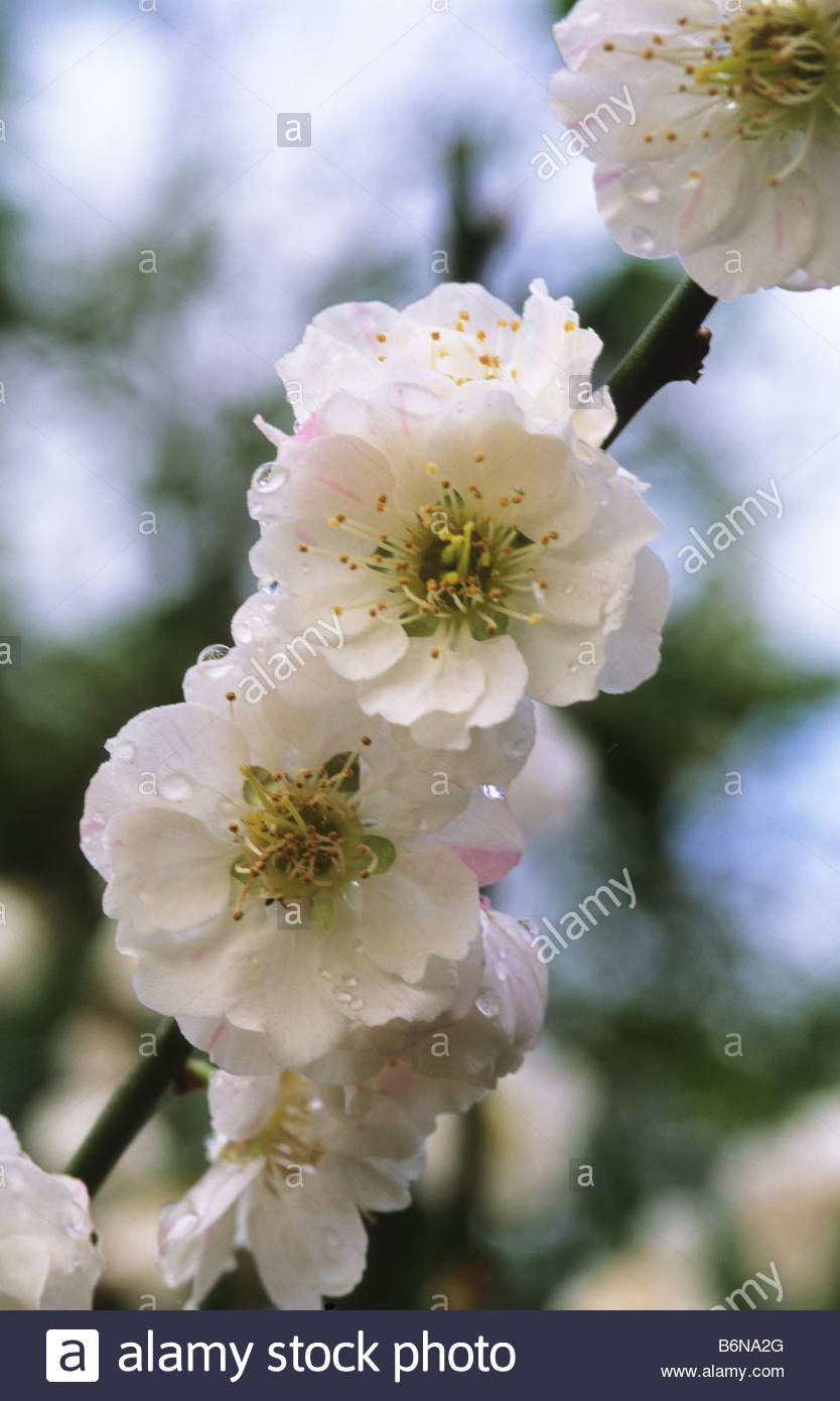 Prunus Mume Stock Photos & Prunus Mume Stock Images - Alamy