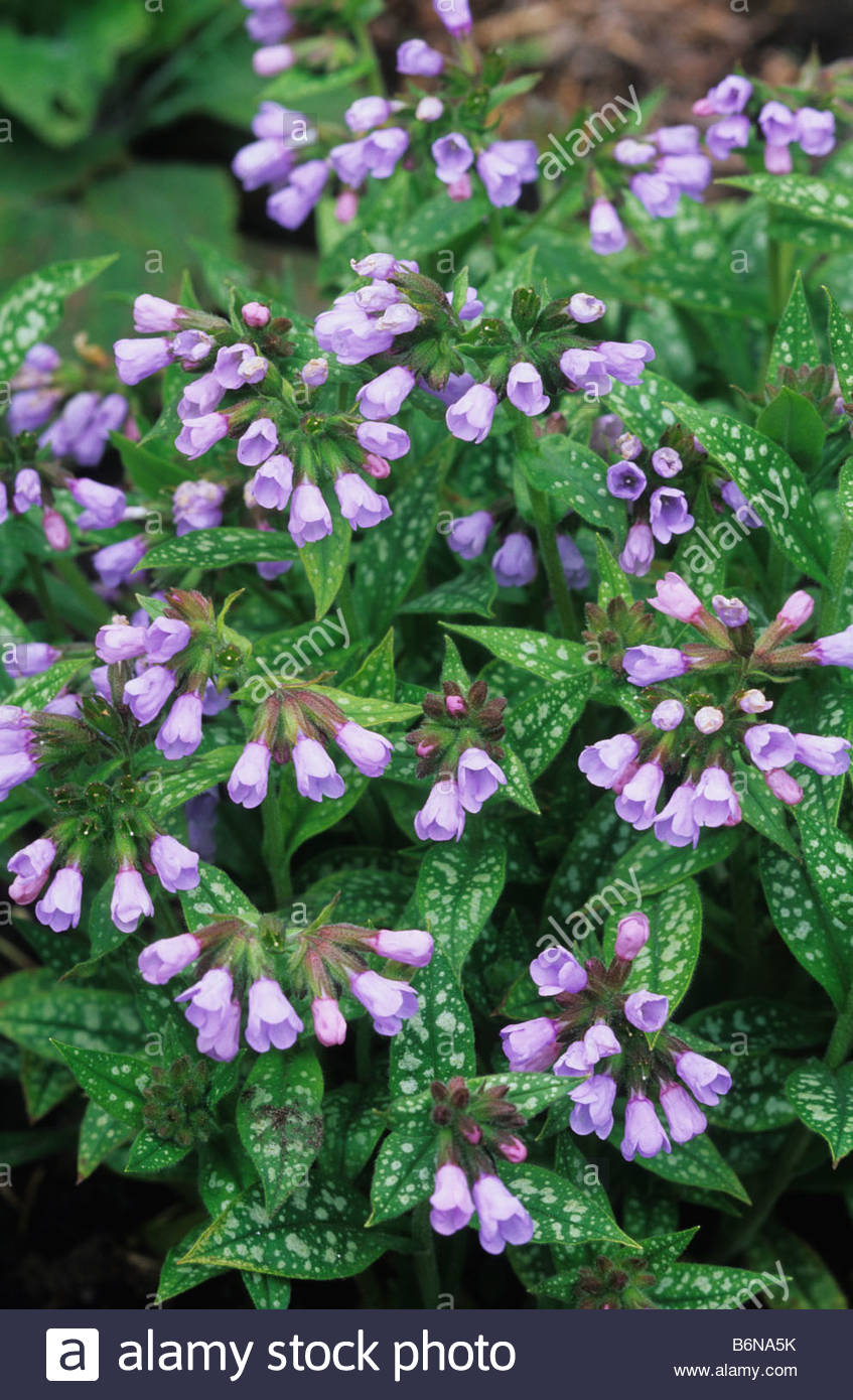 Pulmonaria Saccharata Stock Photos & Pulmonaria Saccharata Stock Images ...