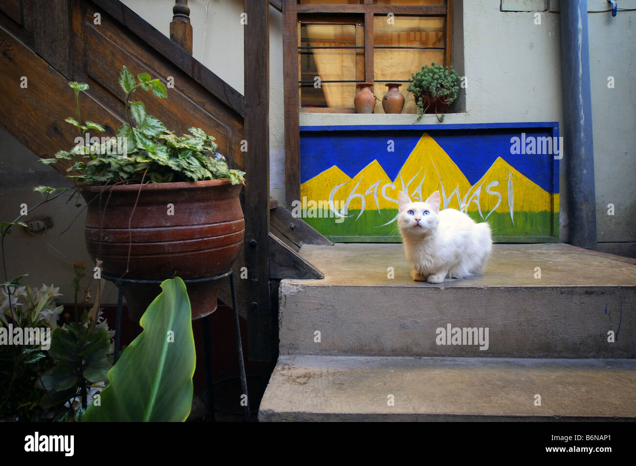 Peru cat hi-res stock photography and images - Alamy