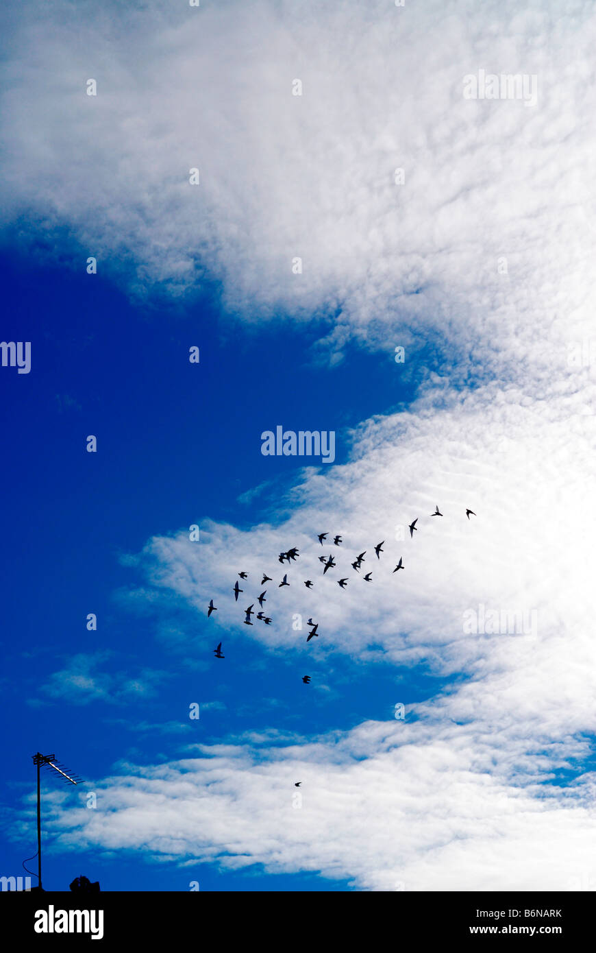 Birds Flying Past Television Aerial Stock Photo - Alamy