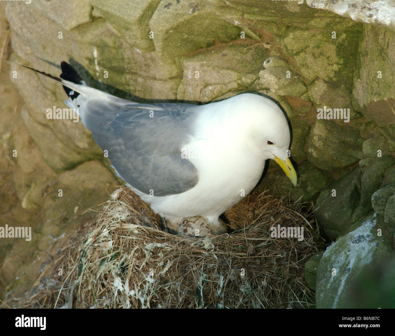 Kittiwake (Rissa tridactyla) nesting on a cliff showing egg Stock Photo ...