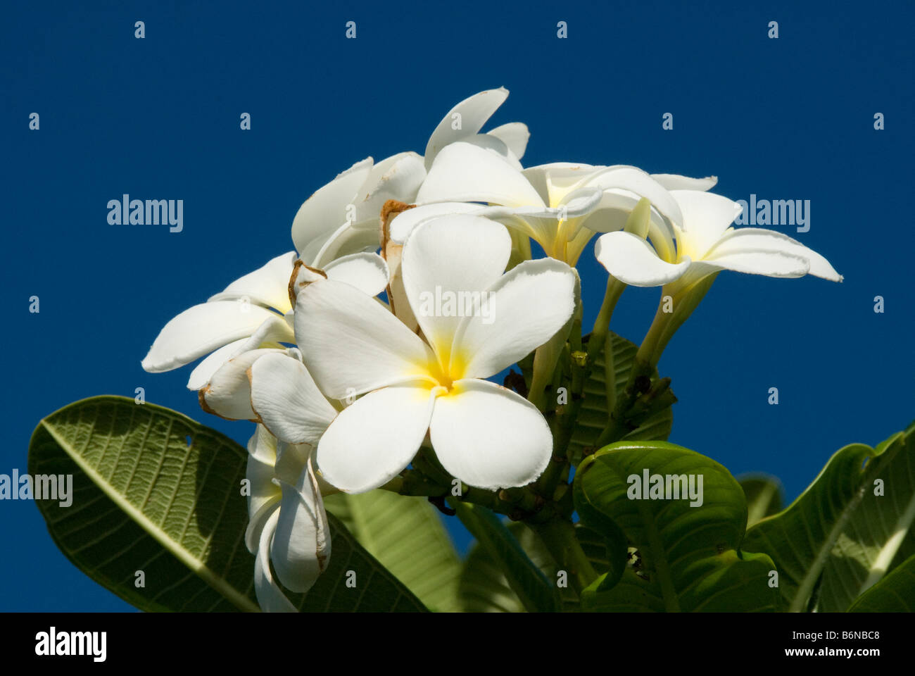 Franjipani flower hi-res stock photography and images - Alamy