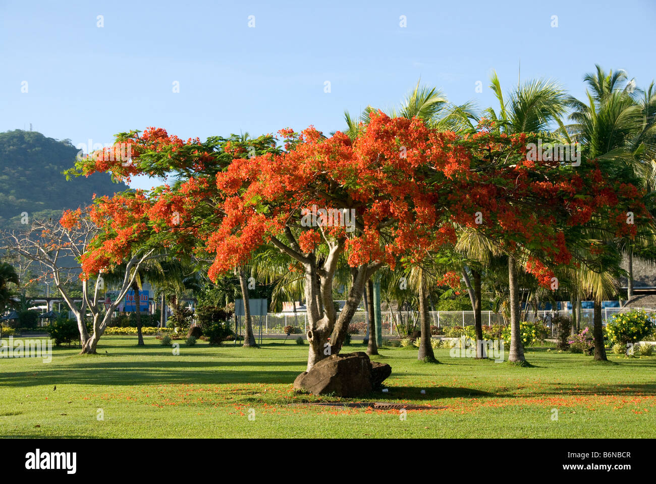 Red tree in park, Apia, Samoa Stock Photo - Alamy