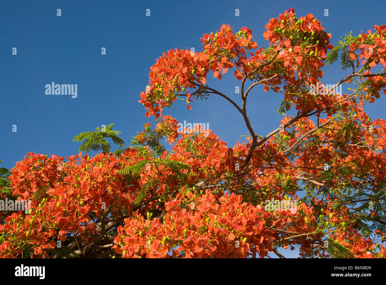 Red tree in park, Apia, Samoa Stock Photo - Alamy