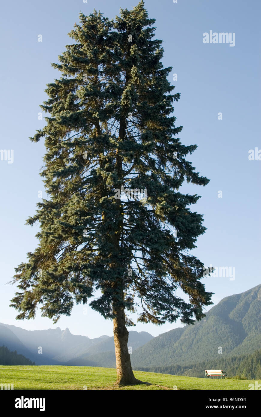 Lone tree in park, mountains in background, Capilano Regional Park ...
