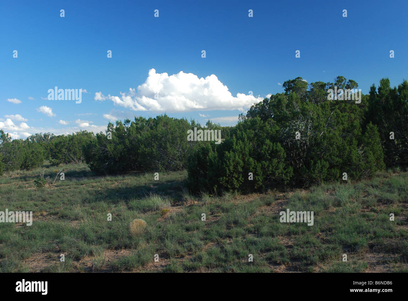 Trees of new mexico hi-res stock photography and images - Alamy