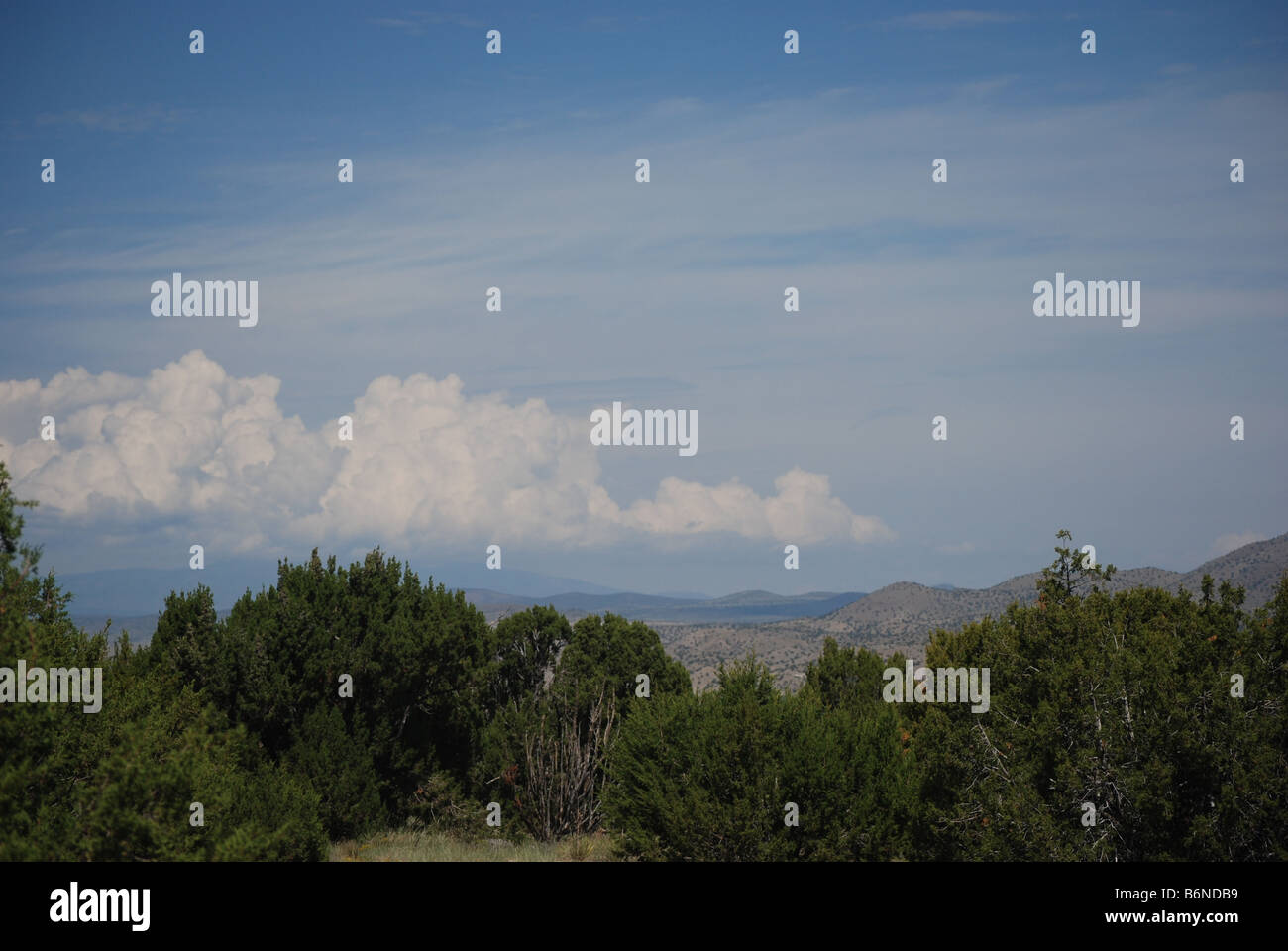 Trees of new mexico hi-res stock photography and images - Alamy