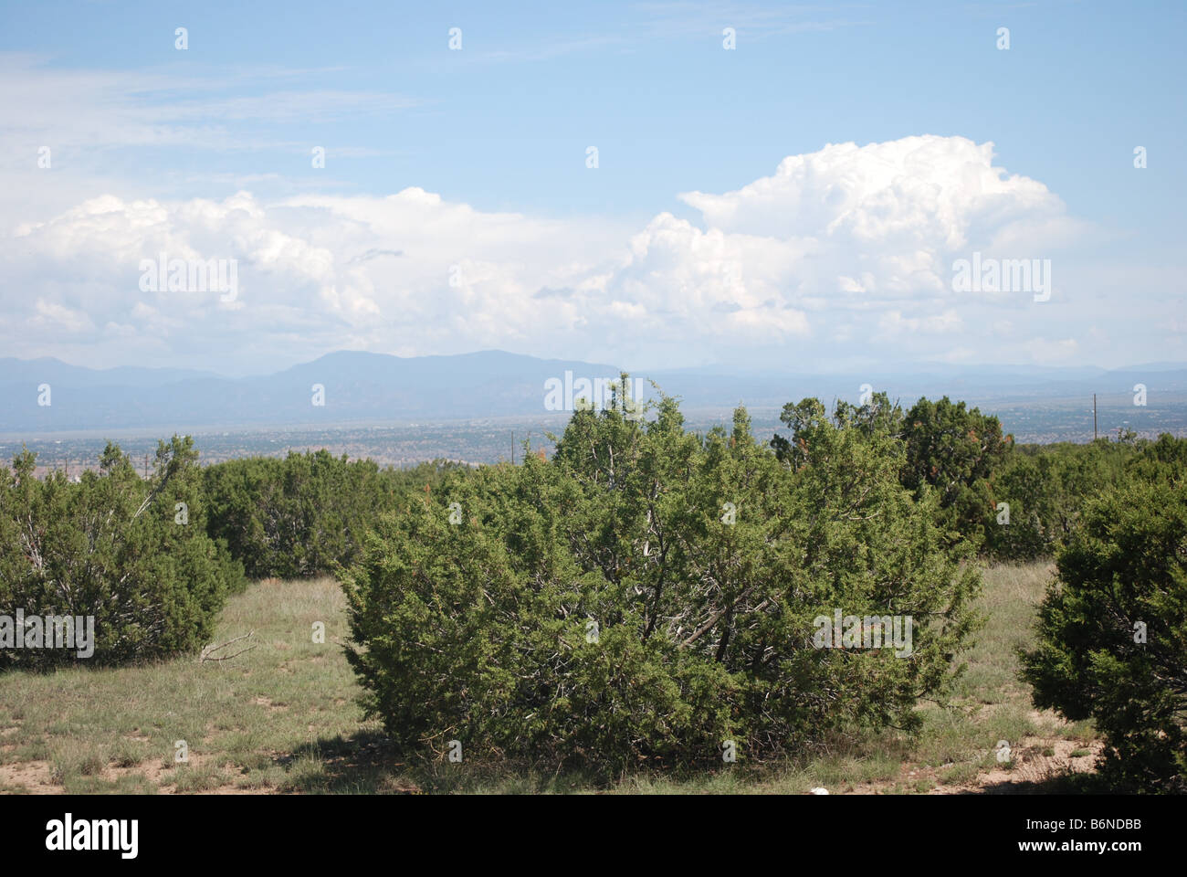 New mexico trees hi-res stock photography and images - Alamy
