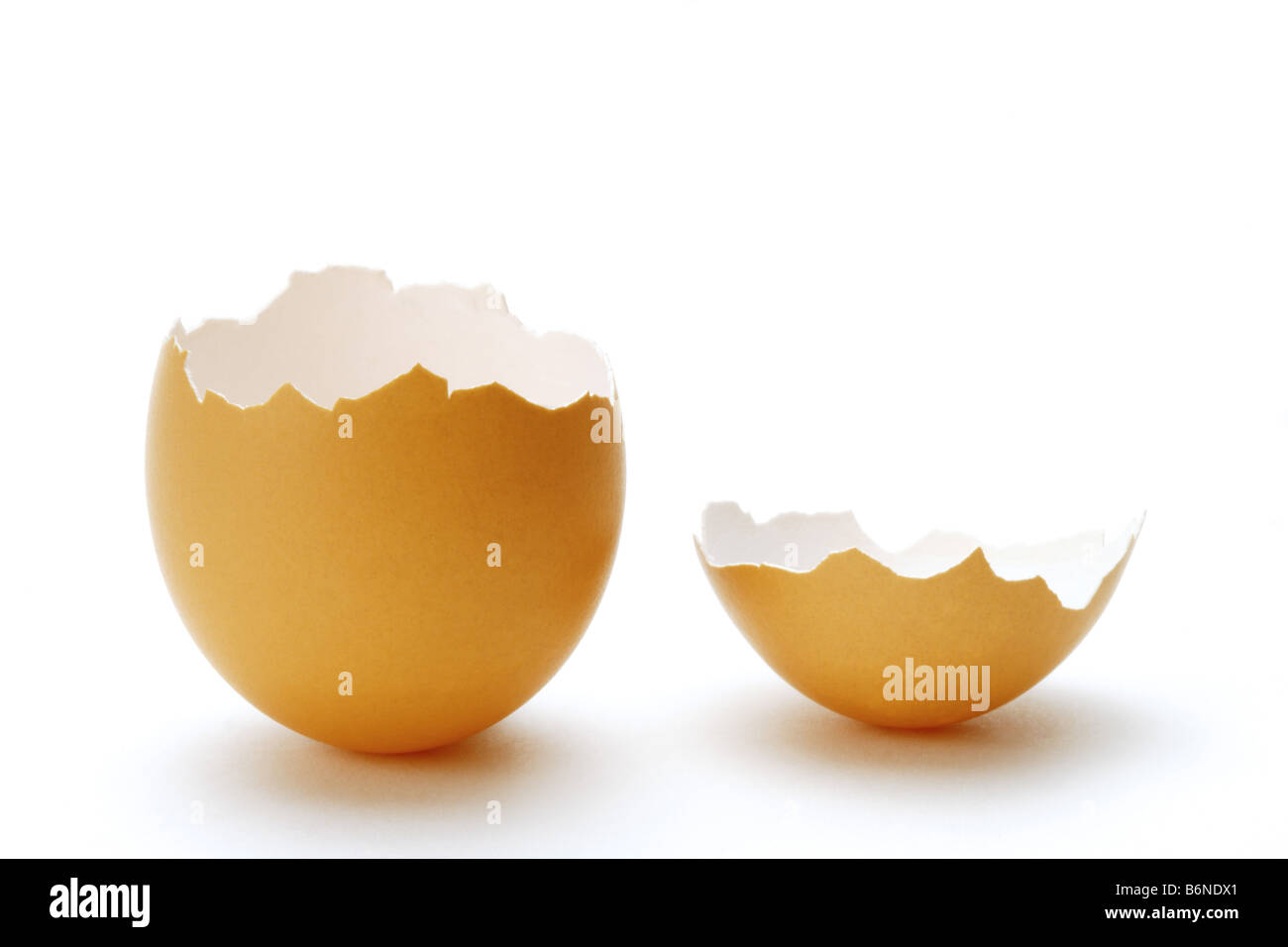 Parts of an animal Cut Out Stock Images & Pictures - Alamy