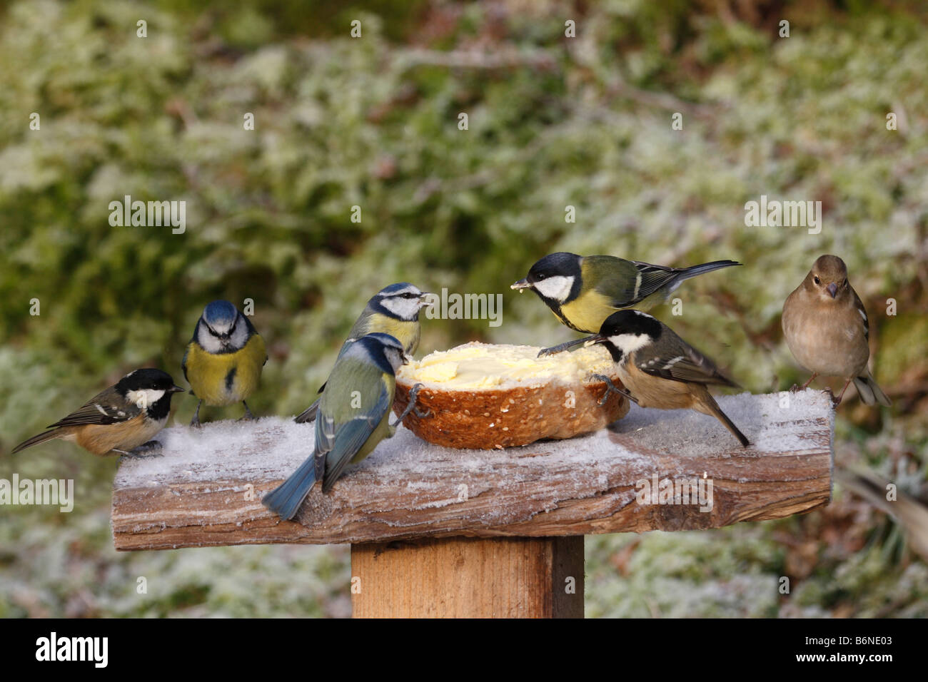 Bird Table Feeding Birds High Resolution Stock Photography and Images ...