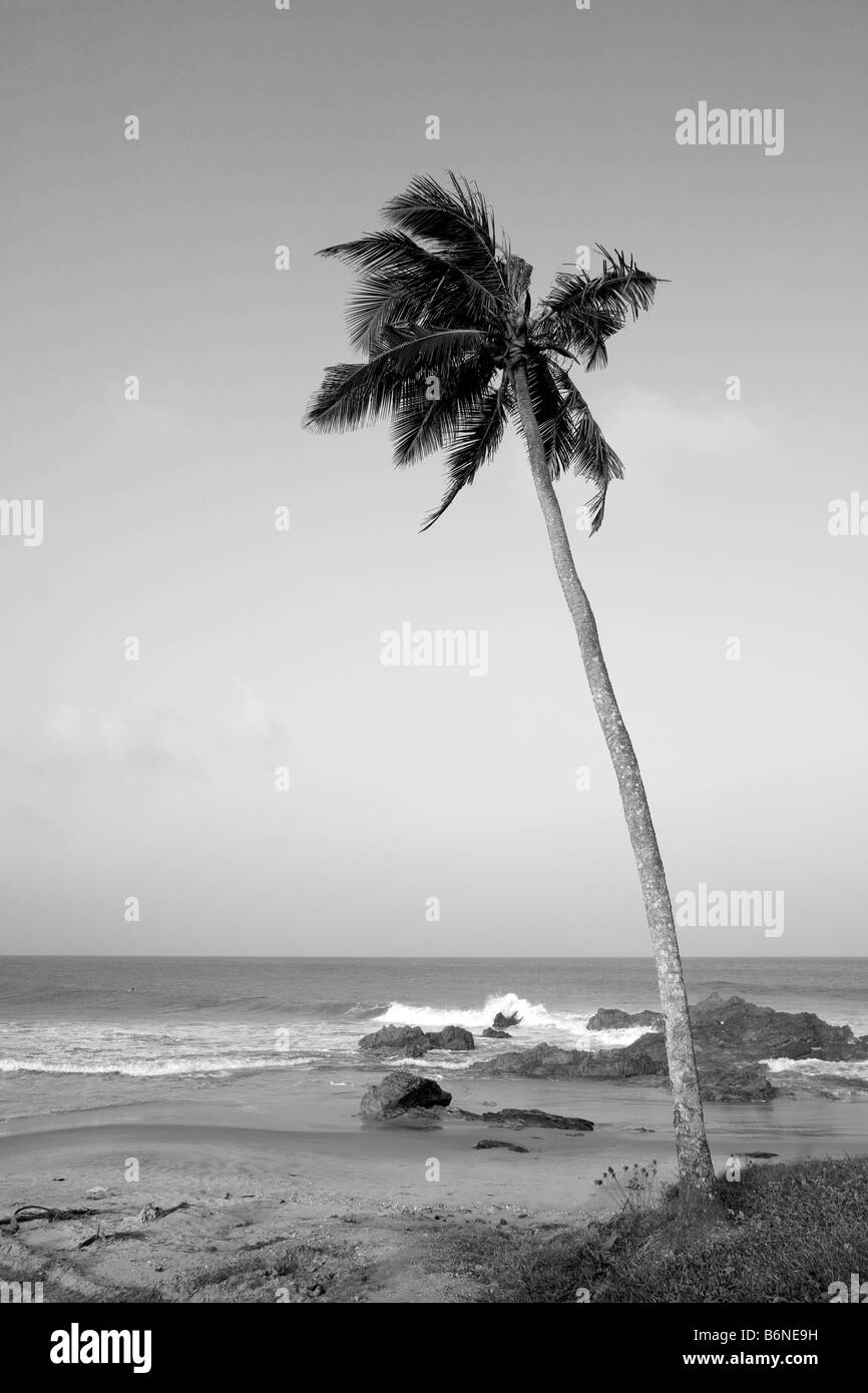Ghana palm tree Black and White Stock Photos & Images - Alamy