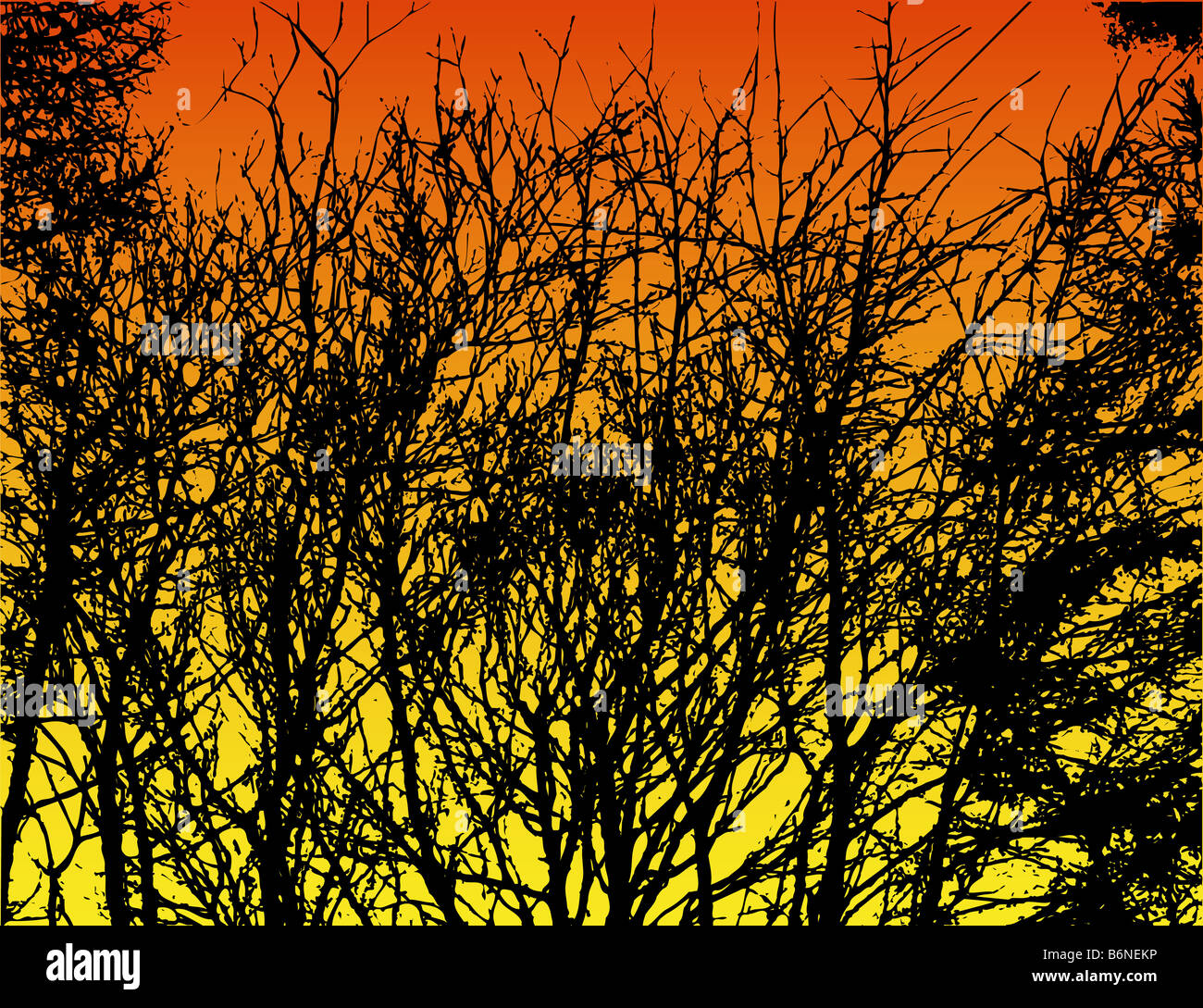 Sunset through tree branches Stock Photo - Alamy