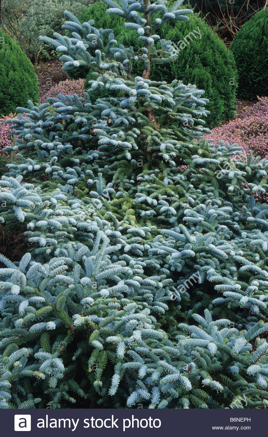 Blue Noble Fir Stock Photos & Blue Noble Fir Stock Images - Alamy