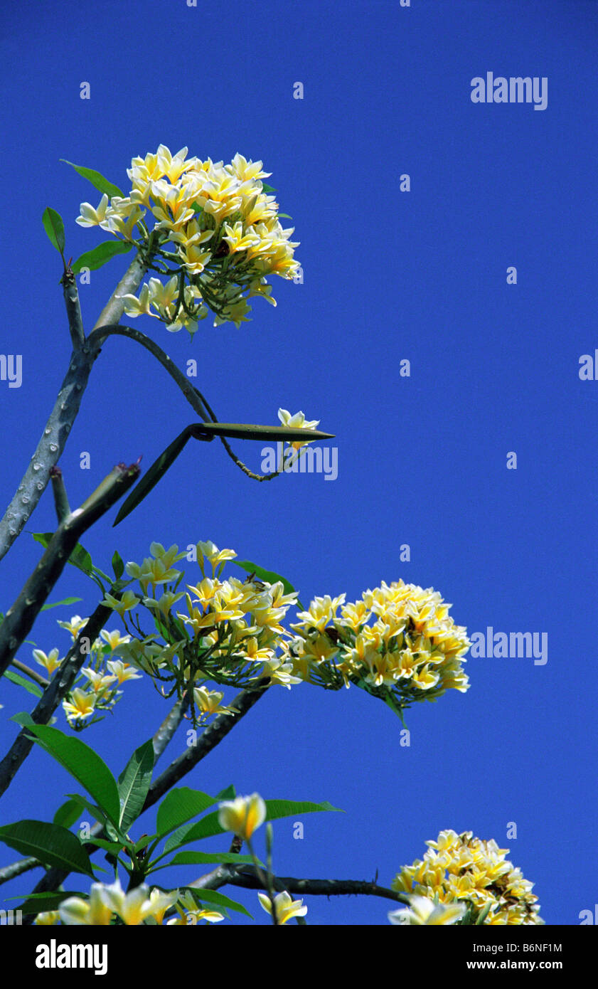 Kamboja tree hi-res stock photography and images - Alamy