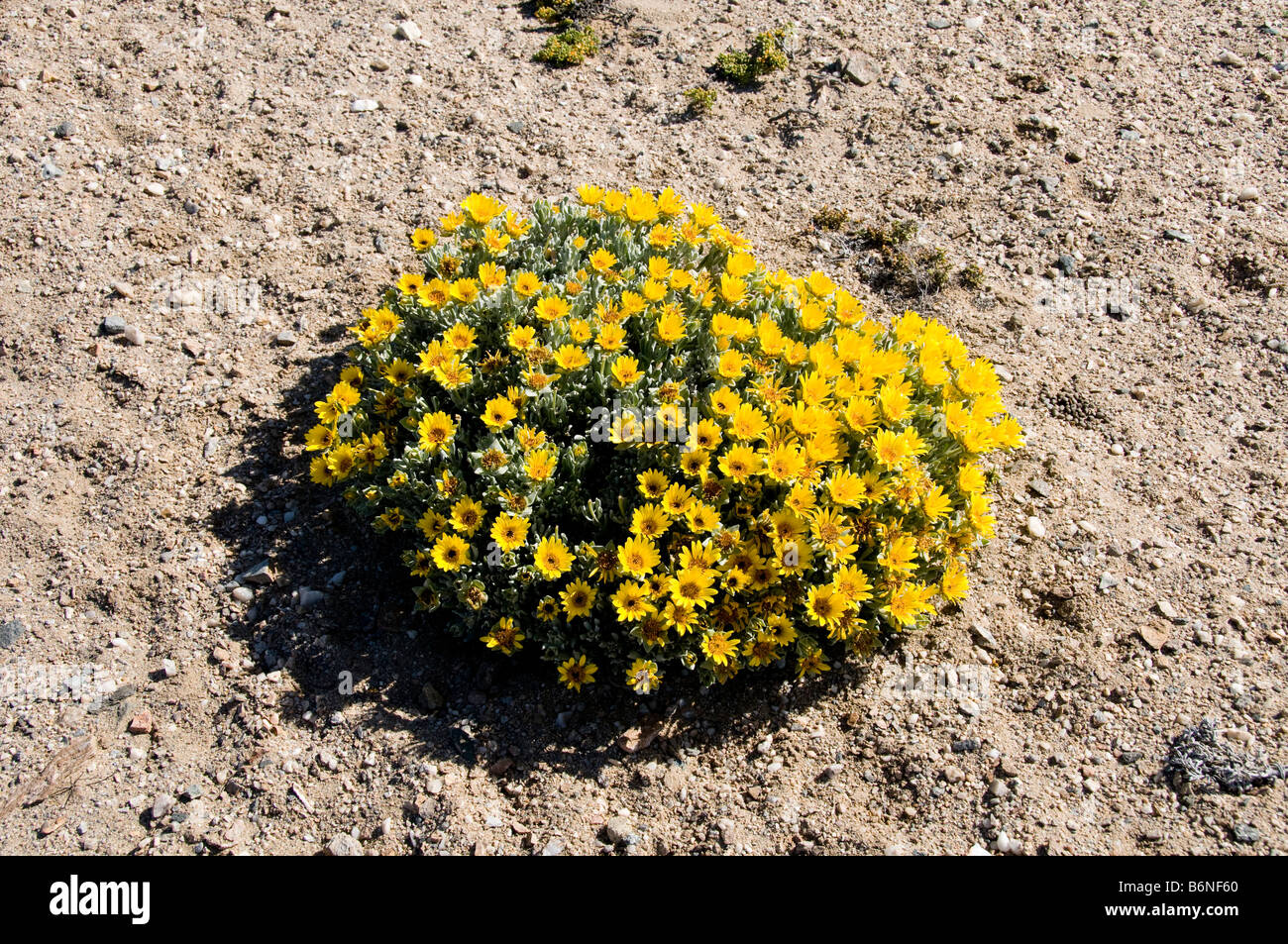 Nambian flowers hi-res stock photography and images - Alamy