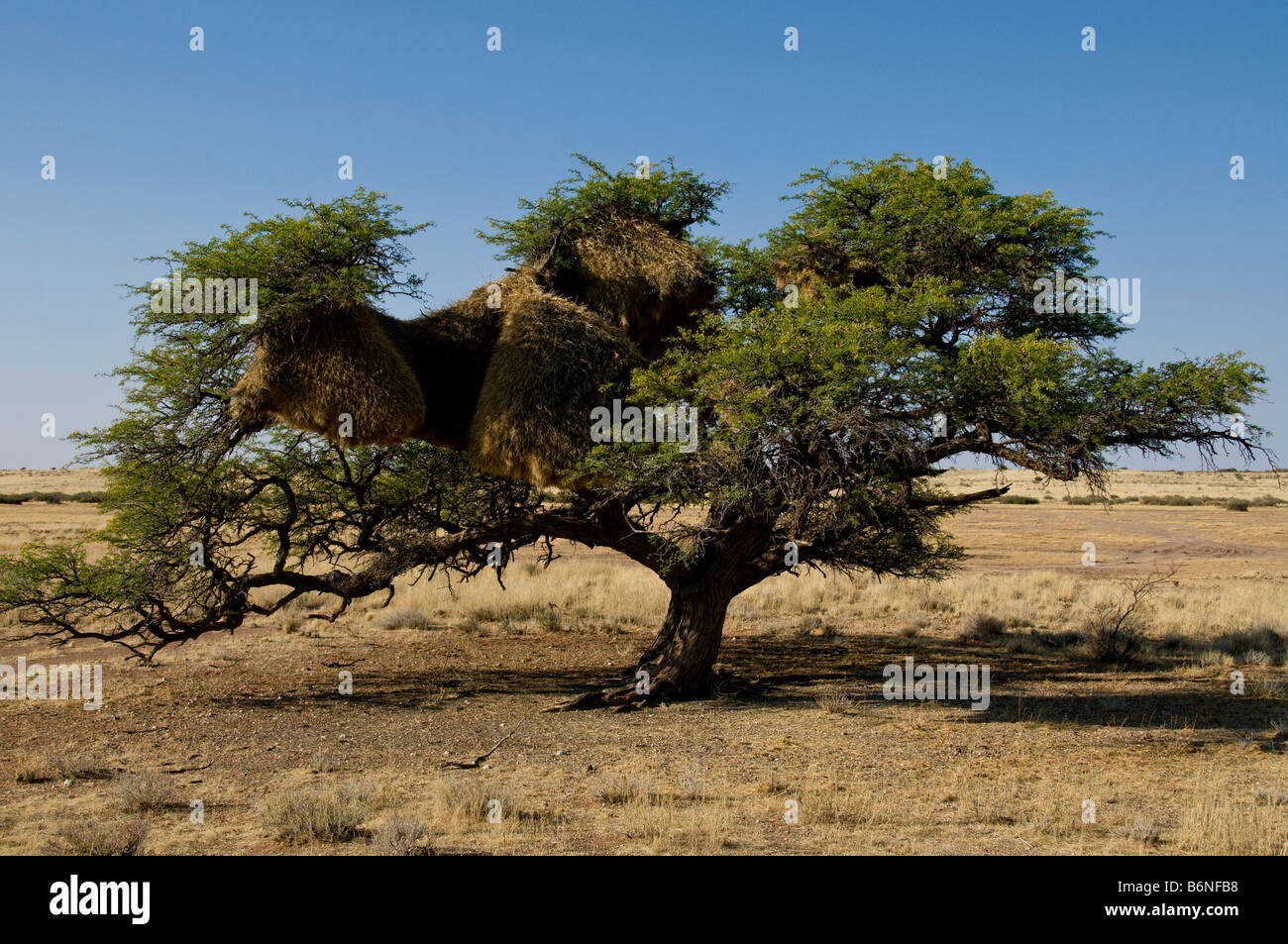 Mariental,Southern Kalahari, Namibia, SW Africa Stock Photo - Alamy