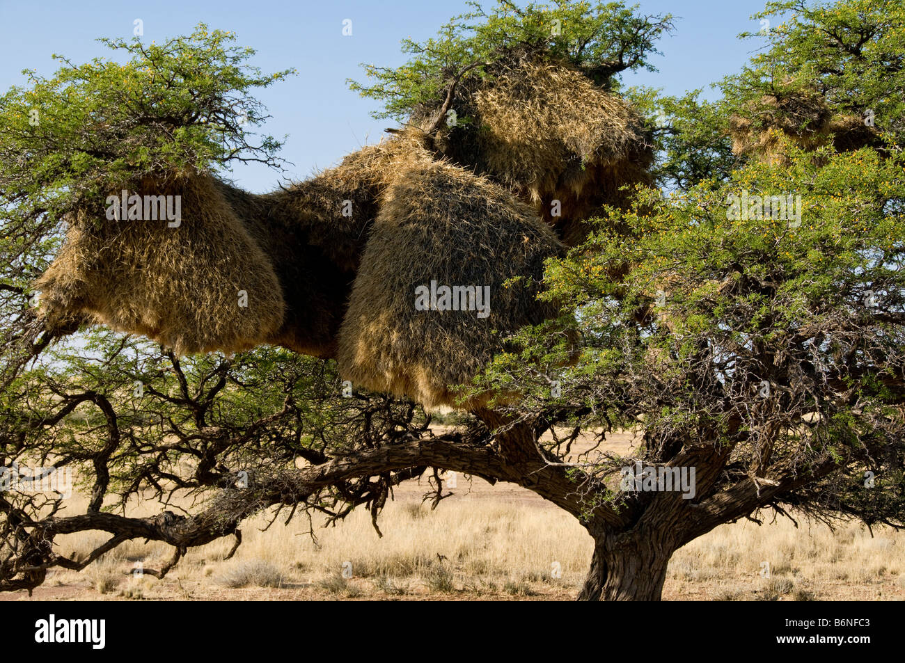 Mariental,Southern Kalahari, Namibia, SW Africa Stock Photo - Alamy