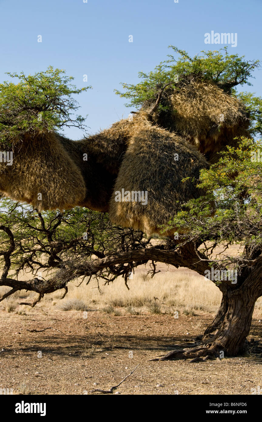 Kalahari red dunes lodge hi-res stock photography and images - Alamy