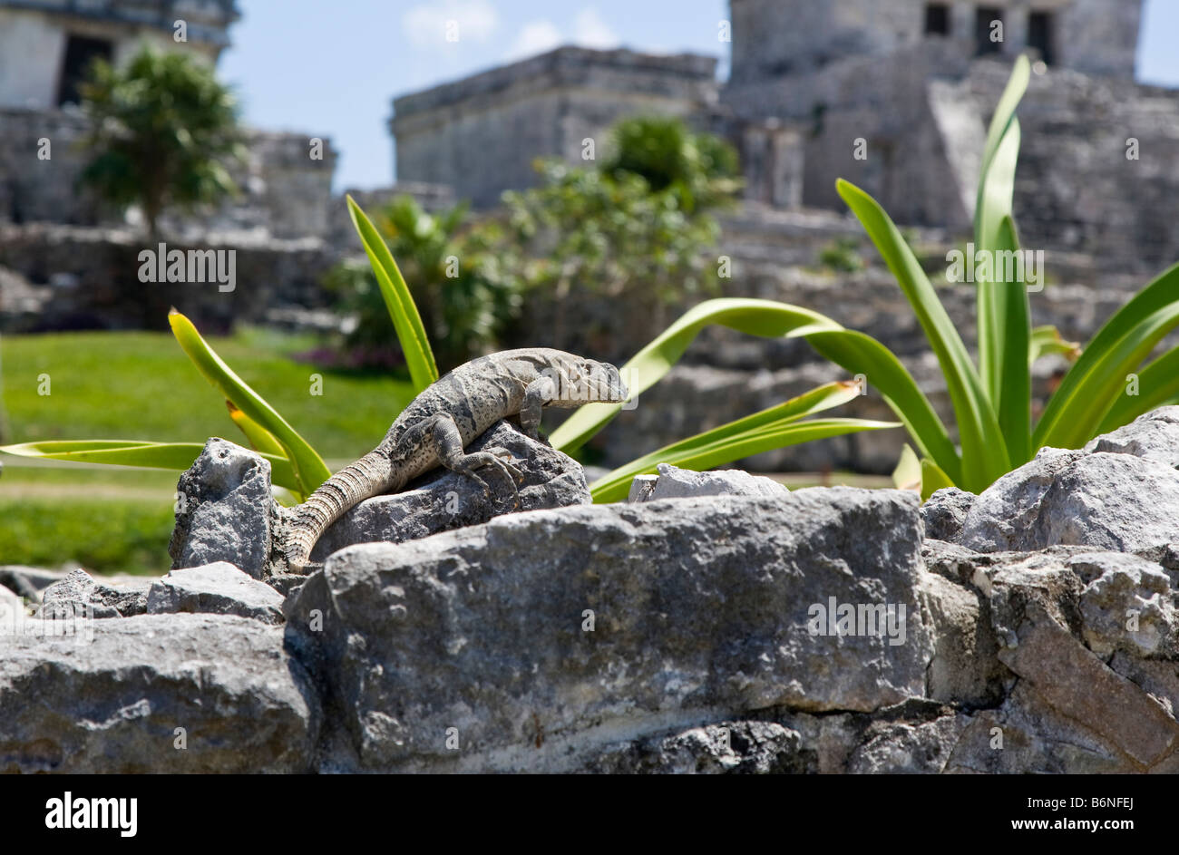 Yucatan wildlife hi-res stock photography and images - Alamy