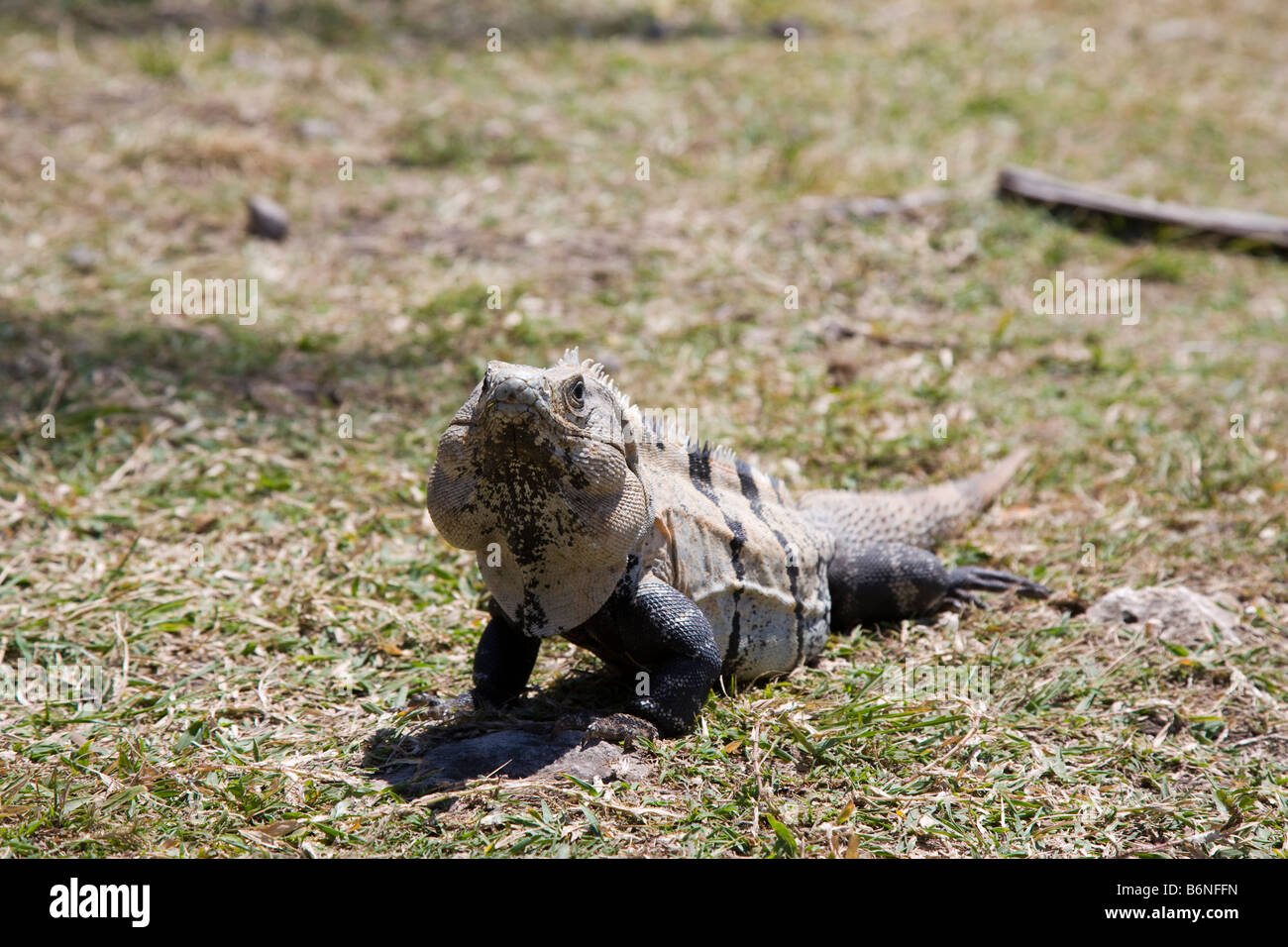 Yucatan wildlife hi-res stock photography and images - Alamy