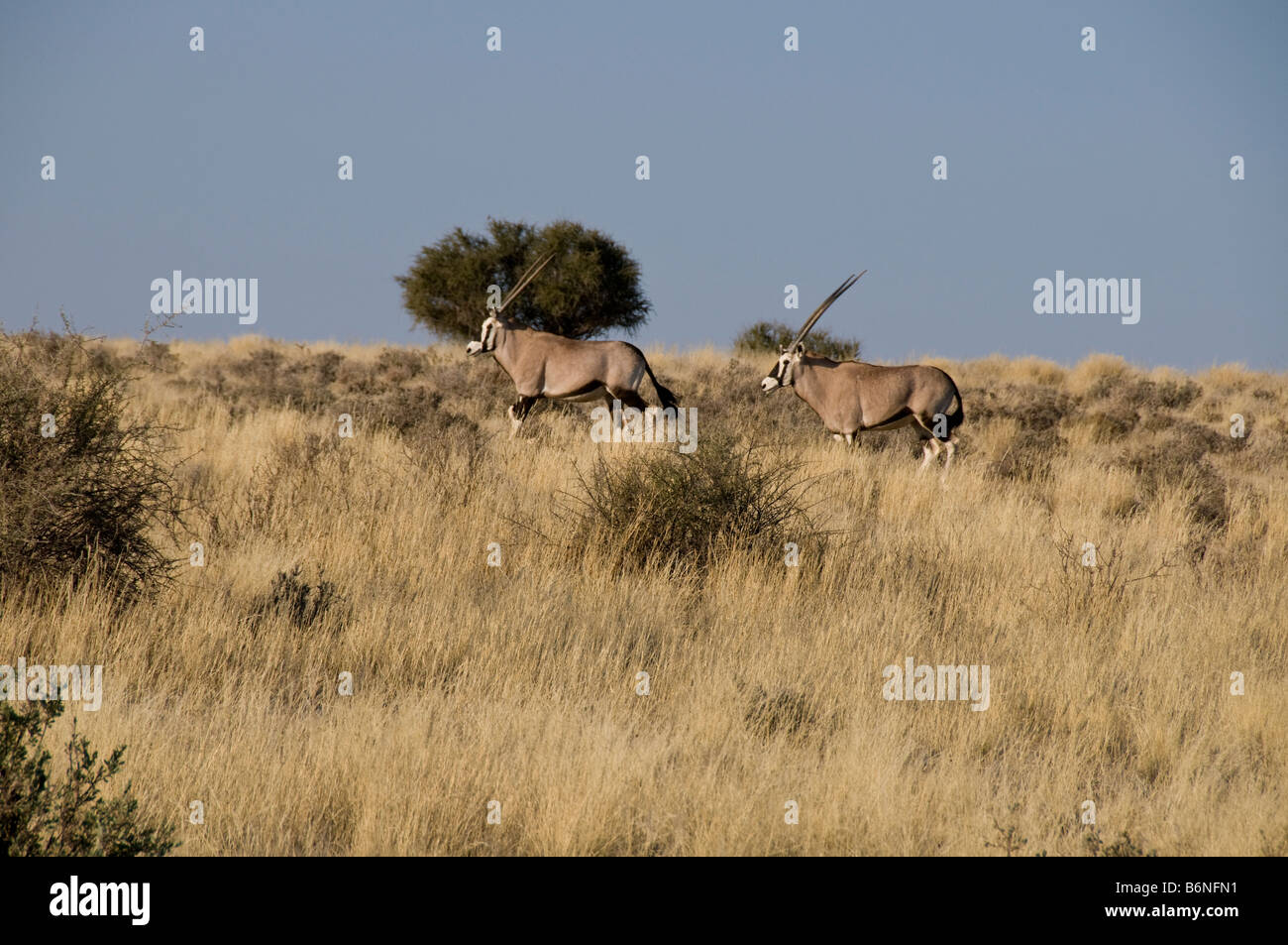 Mariental,Southern Kalahari, Namibia, SW Africa Stock Photo - Alamy