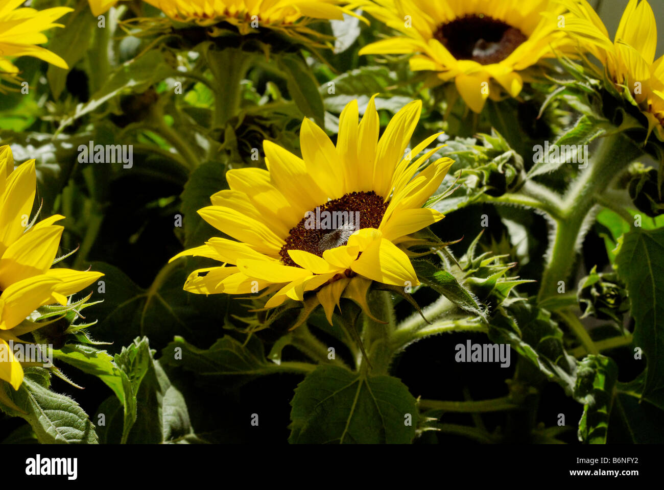 Yellow flowers of the sunflower Stock Photo - Alamy