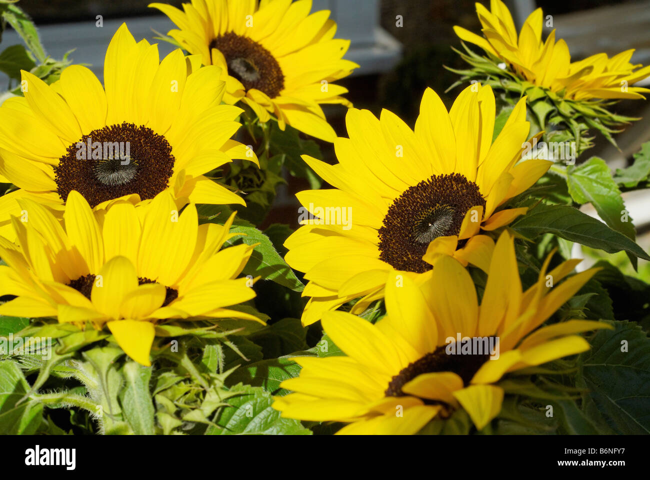 Yellow flowers of the sunflower Stock Photo - Alamy